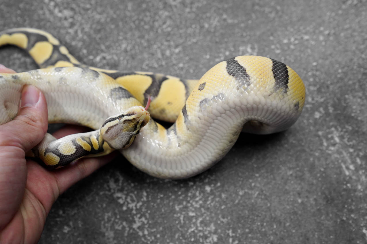Super Pastel Chocolate Desert Ghost Hypo – REALITY BALL PYTHON