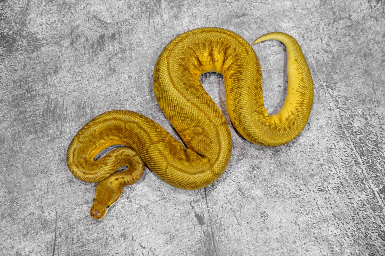 Leopard Spider Sunset Poss Enchi – REALITY BALL PYTHON