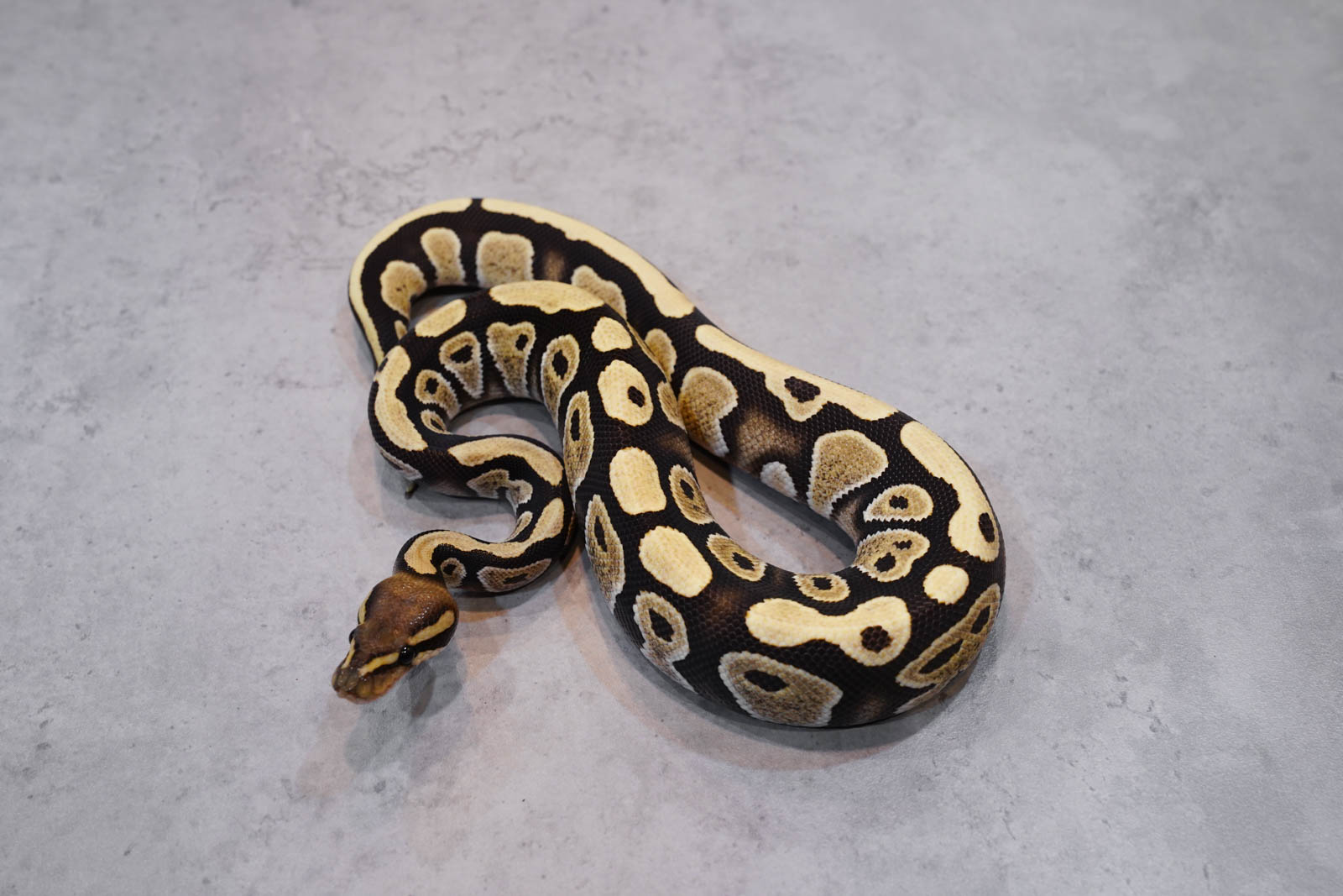 Mahogany Desert Ghost – REALITY BALL PYTHON