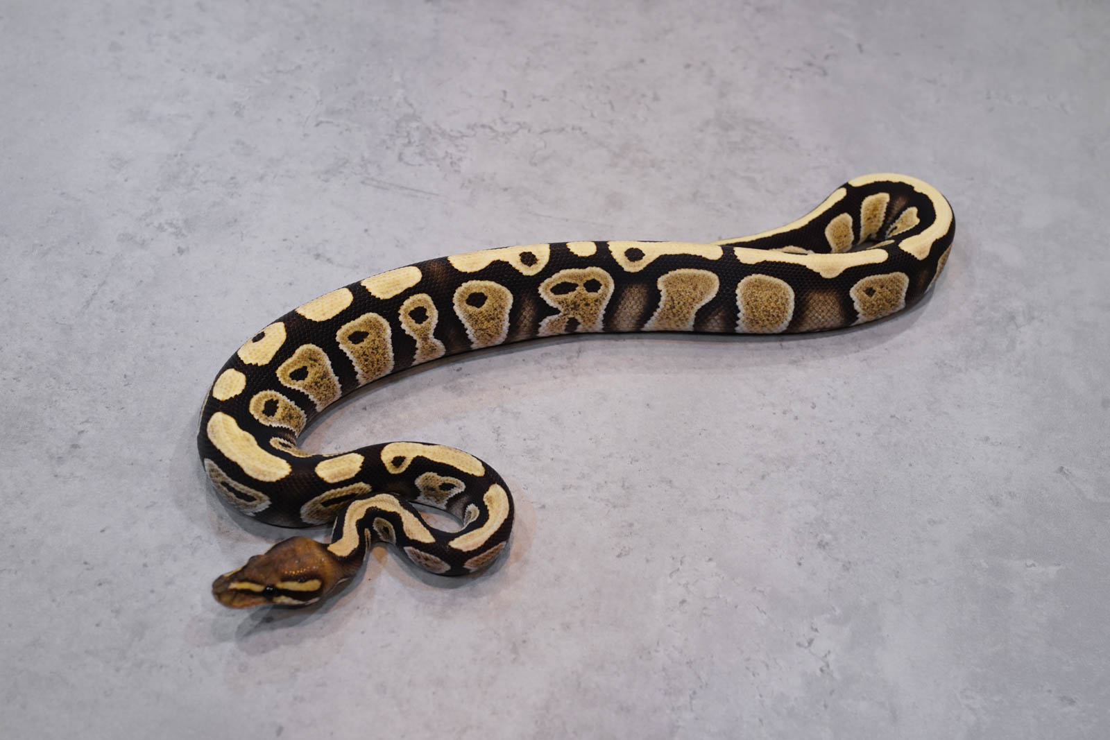 Mahogany Desert Ghost – REALITY BALL PYTHON