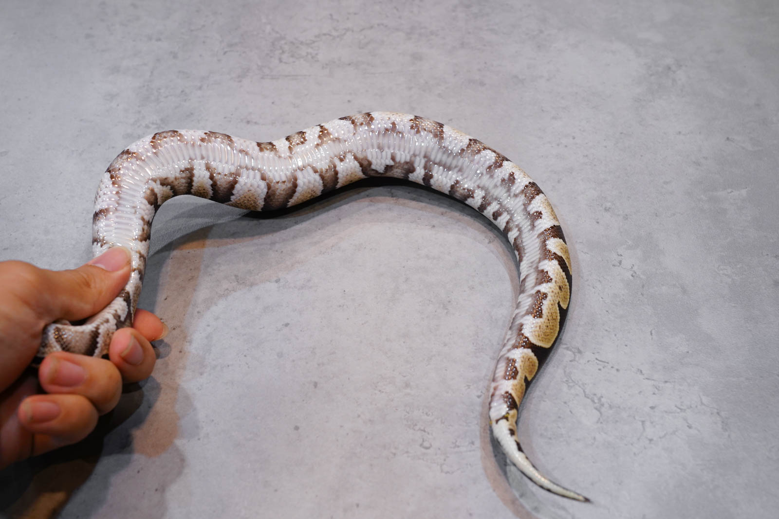 Mahogany Desert Ghost – REALITY BALL PYTHON