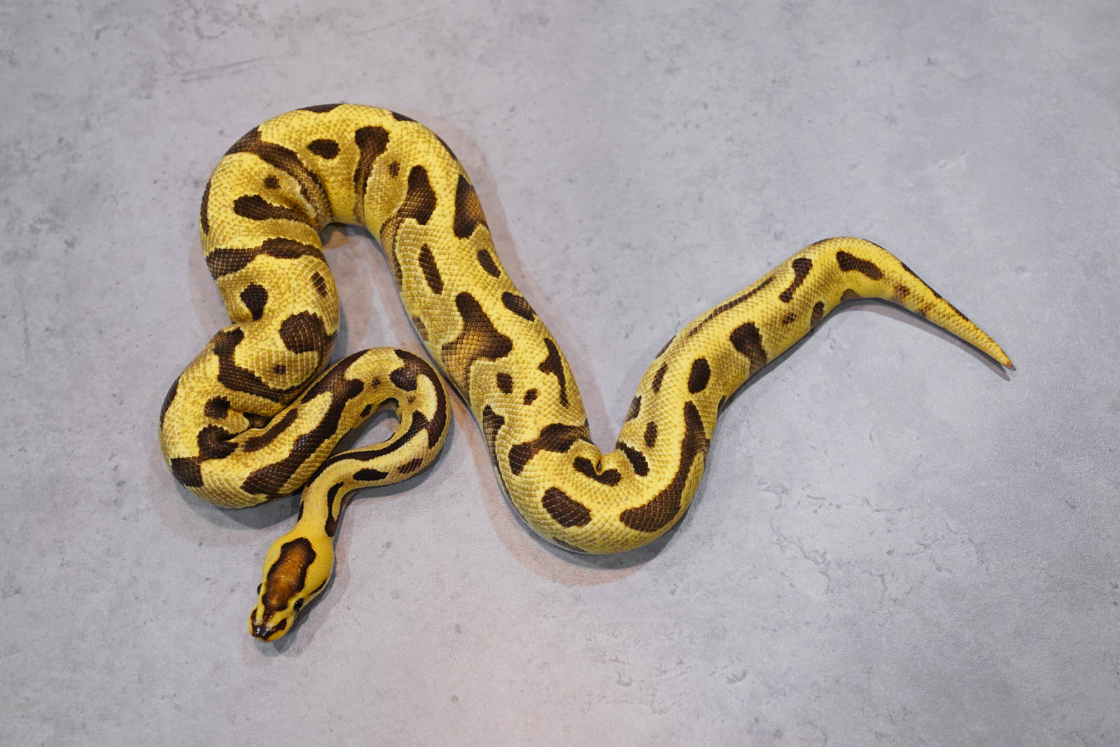 Enchi Fire Cryptic 100% Het Desert Ghost – REALITY BALL PYTHON