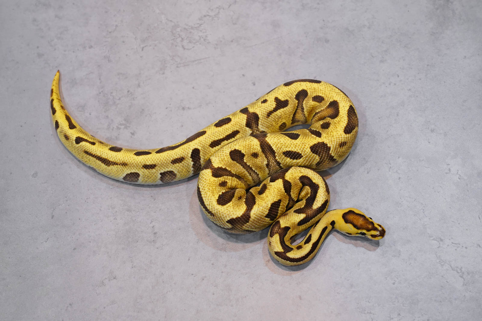 Enchi Fire Cryptic 100% Het Desert Ghost – REALITY BALL PYTHON