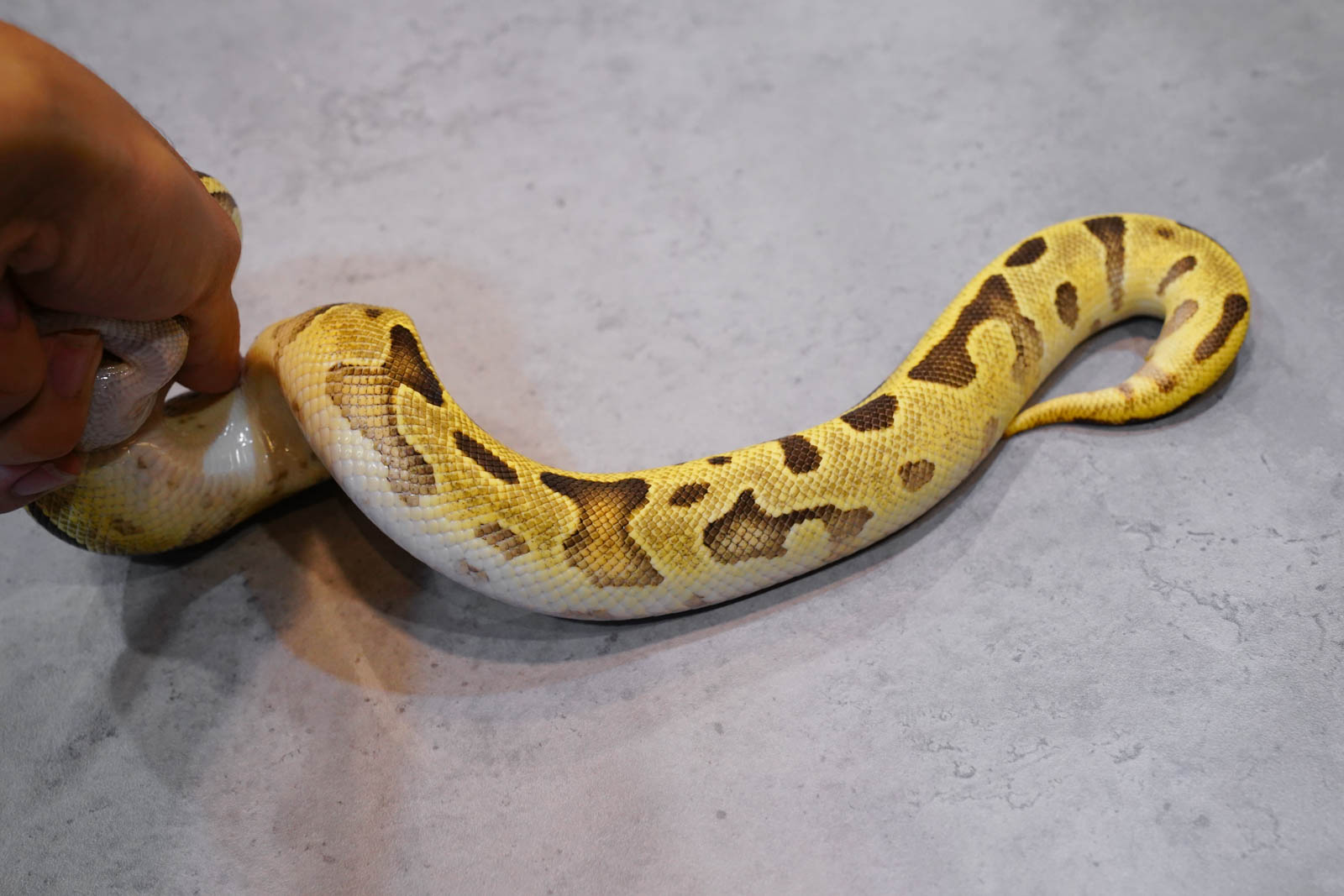 Enchi Fire Cryptic 100% Het Desert Ghost – REALITY BALL PYTHON