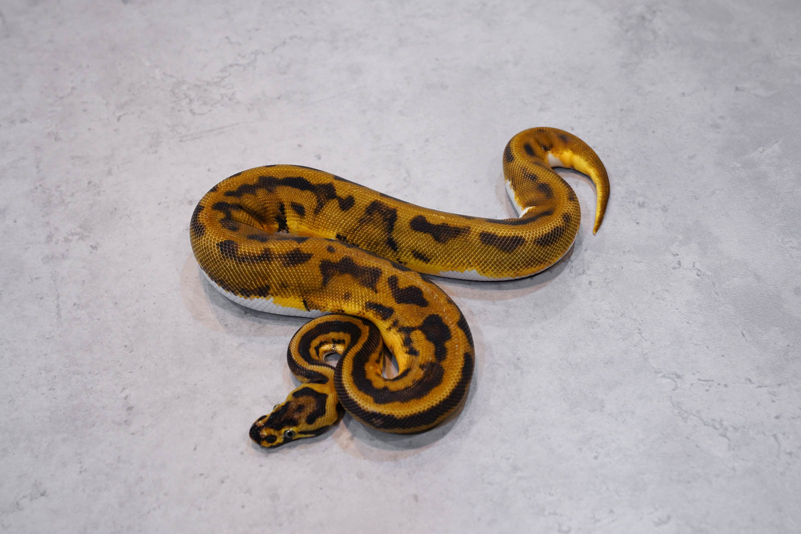 Confusion Enchi Pied – REALITY BALL PYTHON
