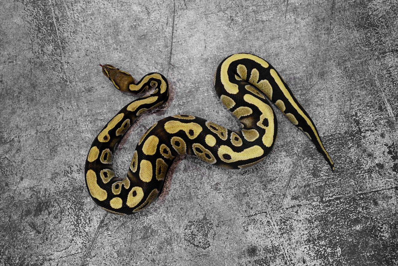 Mahogany Desert Ghost – REALITY BALL PYTHON