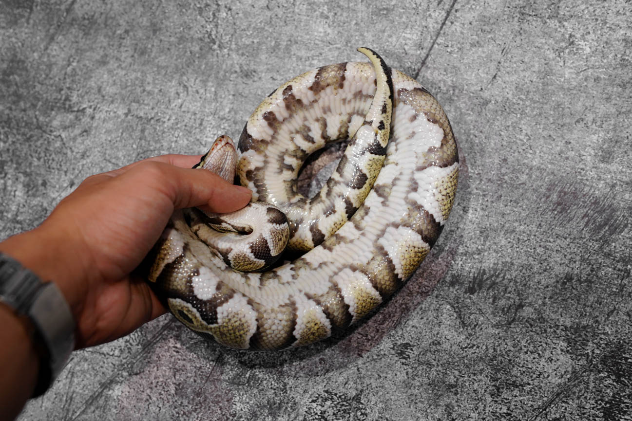 Mahogany Desert Ghost – REALITY BALL PYTHON