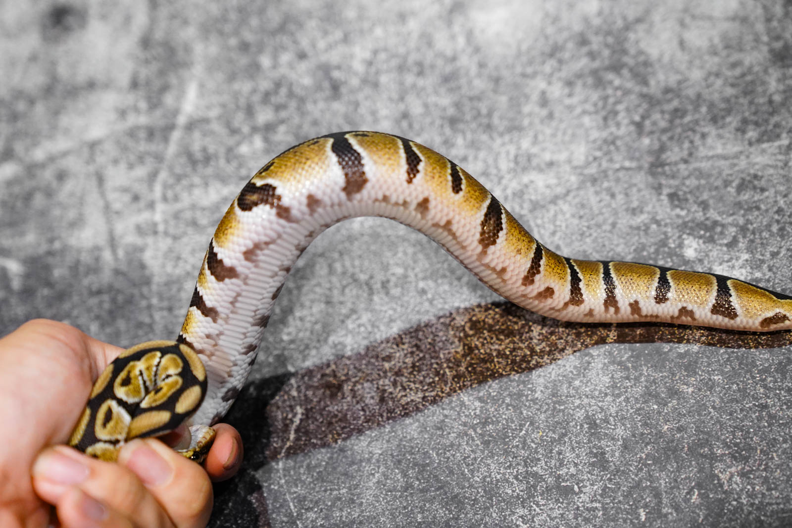 TPH Sunset Lavender Clown – REALITY BALL PYTHON