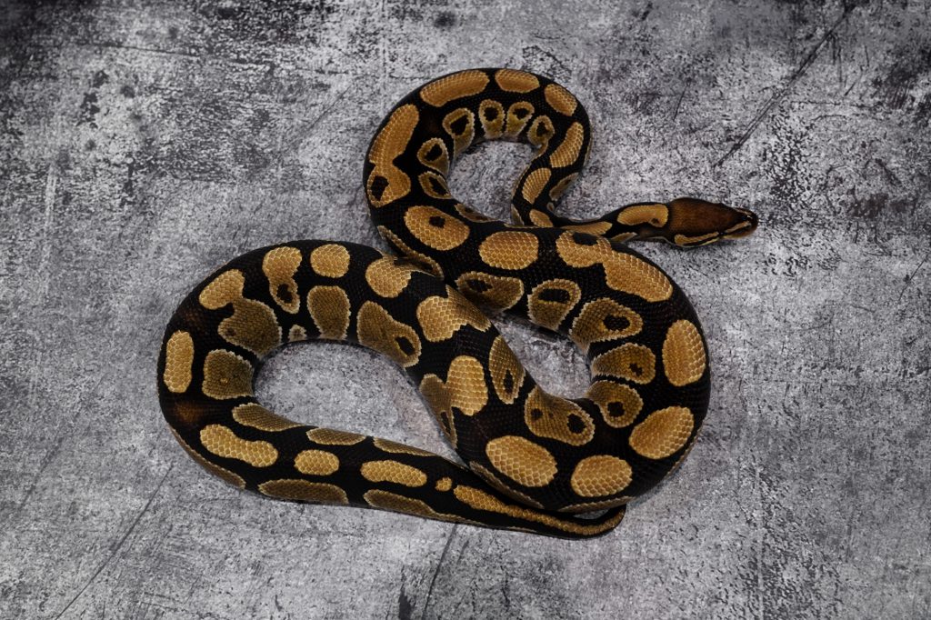 100% TPH Sunset Lavender Clown – REALITY BALL PYTHON