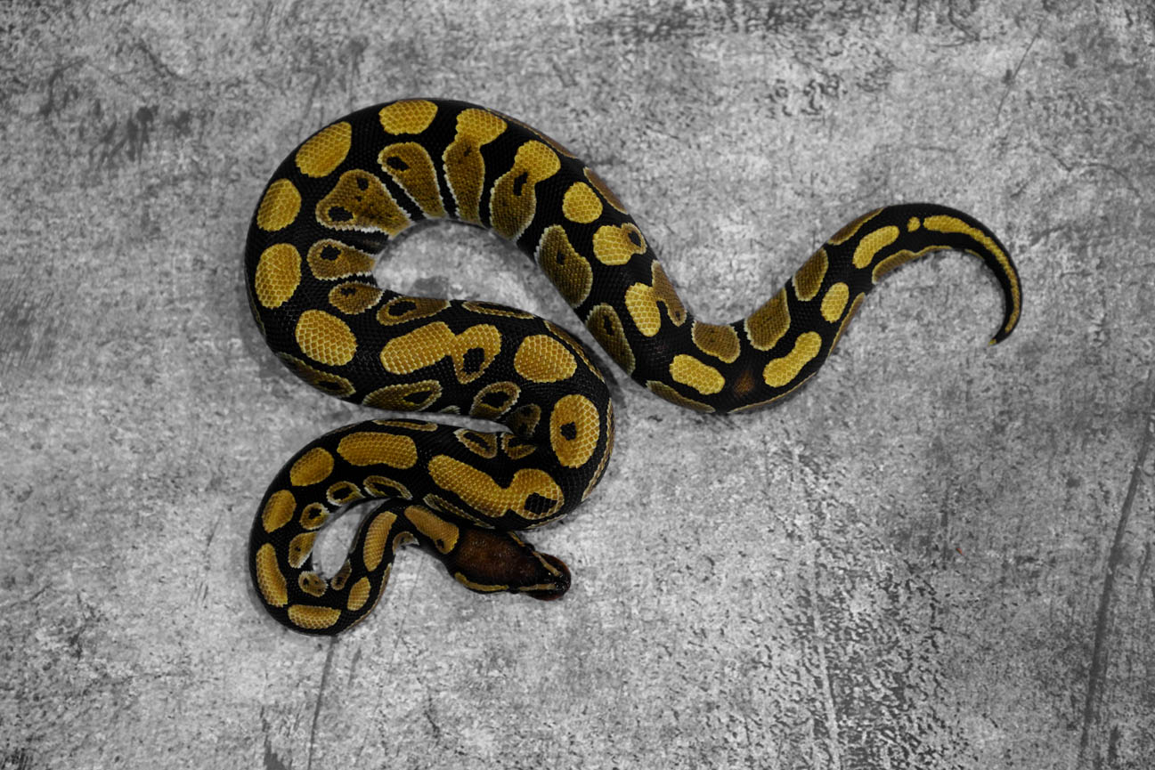 TPH Sunset Lavender Clown – REALITY BALL PYTHON