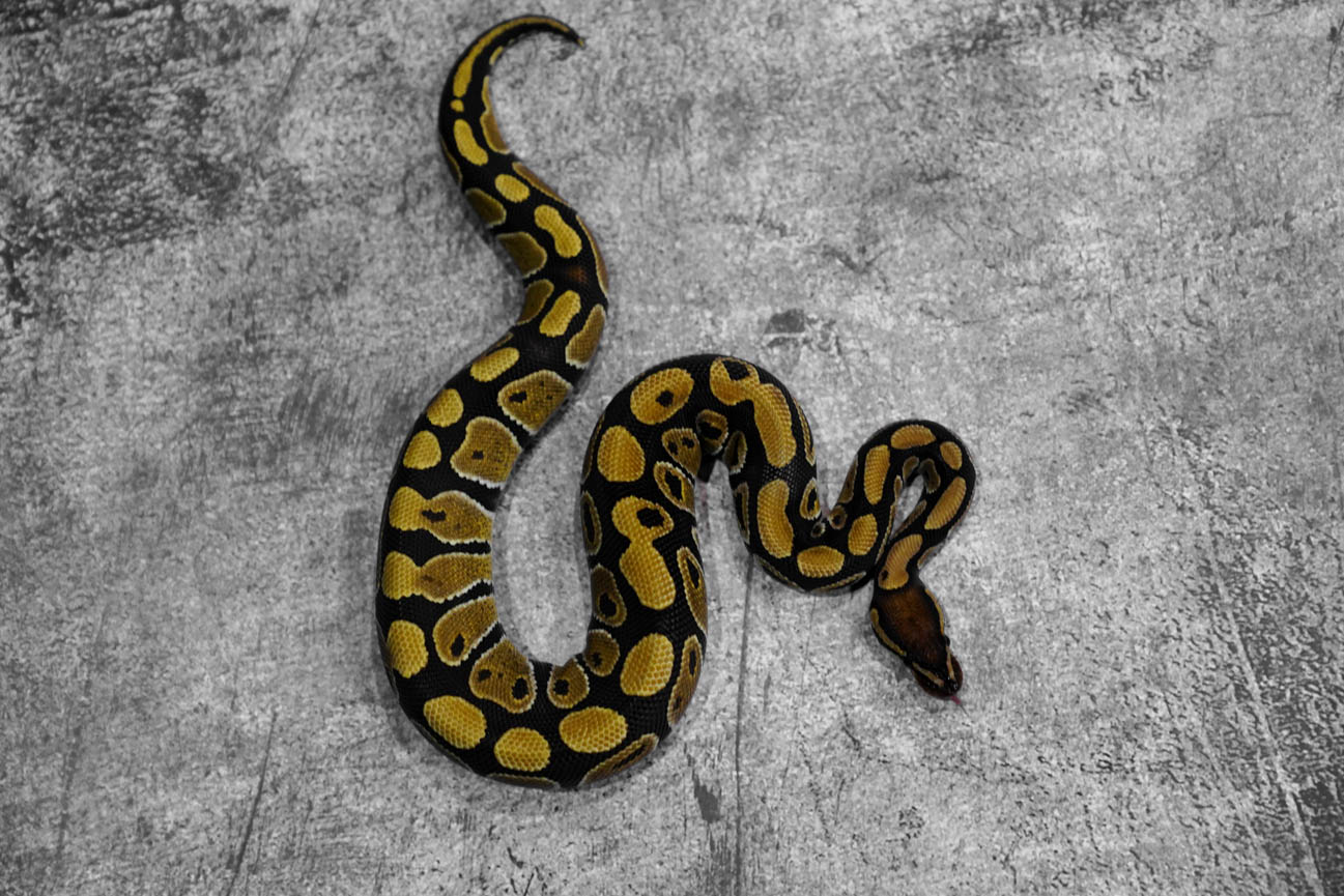TPH Sunset Lavender Clown – REALITY BALL PYTHON