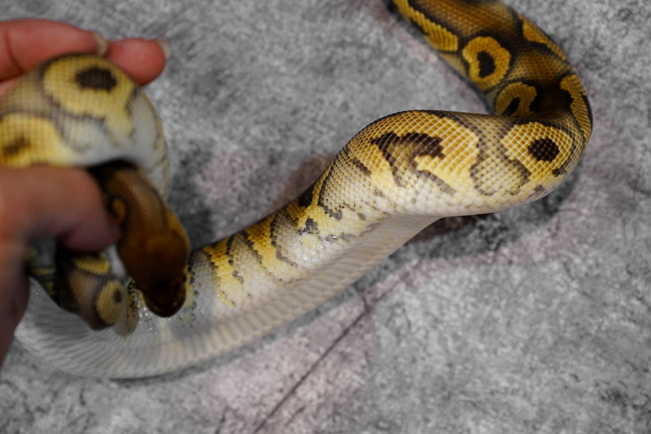 Stranger Clown – REALITY BALL PYTHON