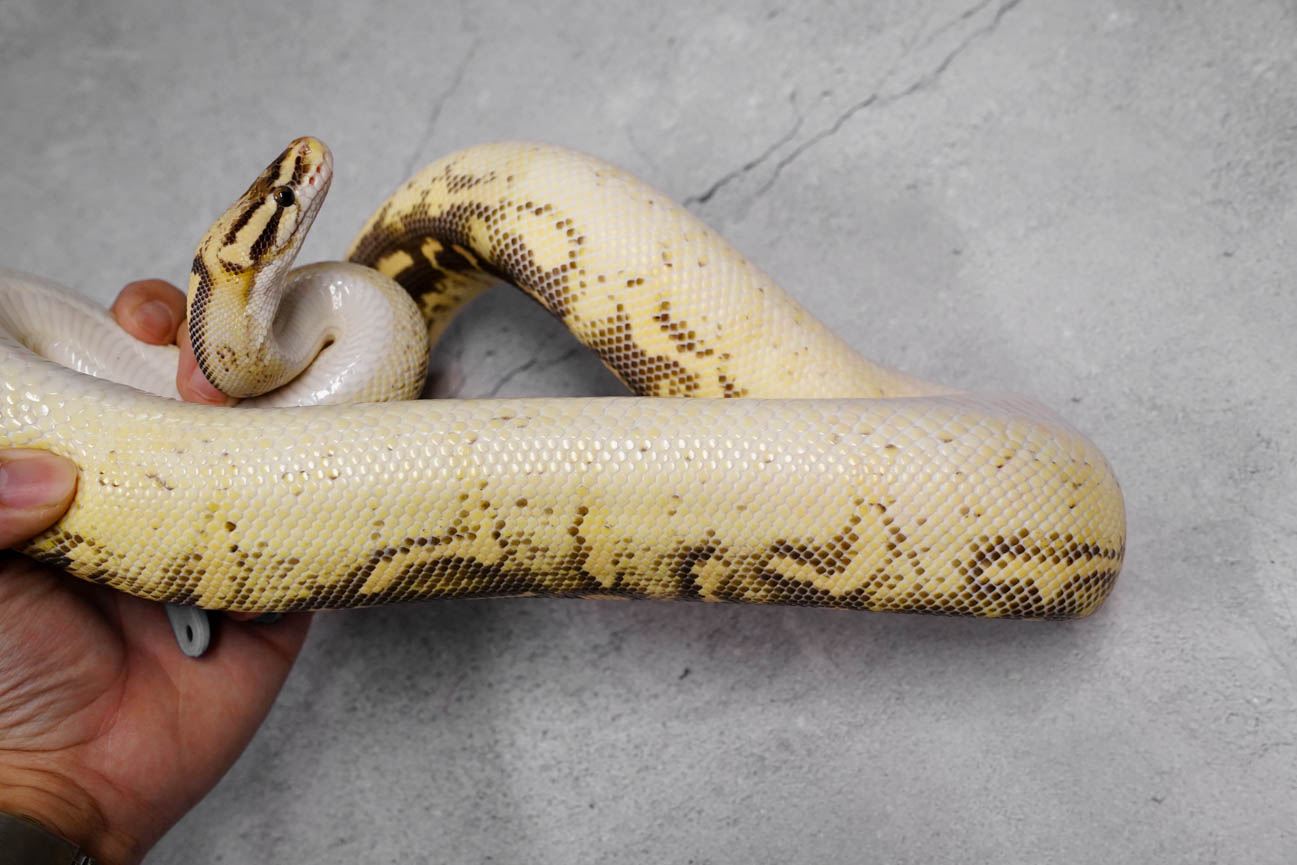 Super Gravel Pastel – REALITY BALL PYTHON