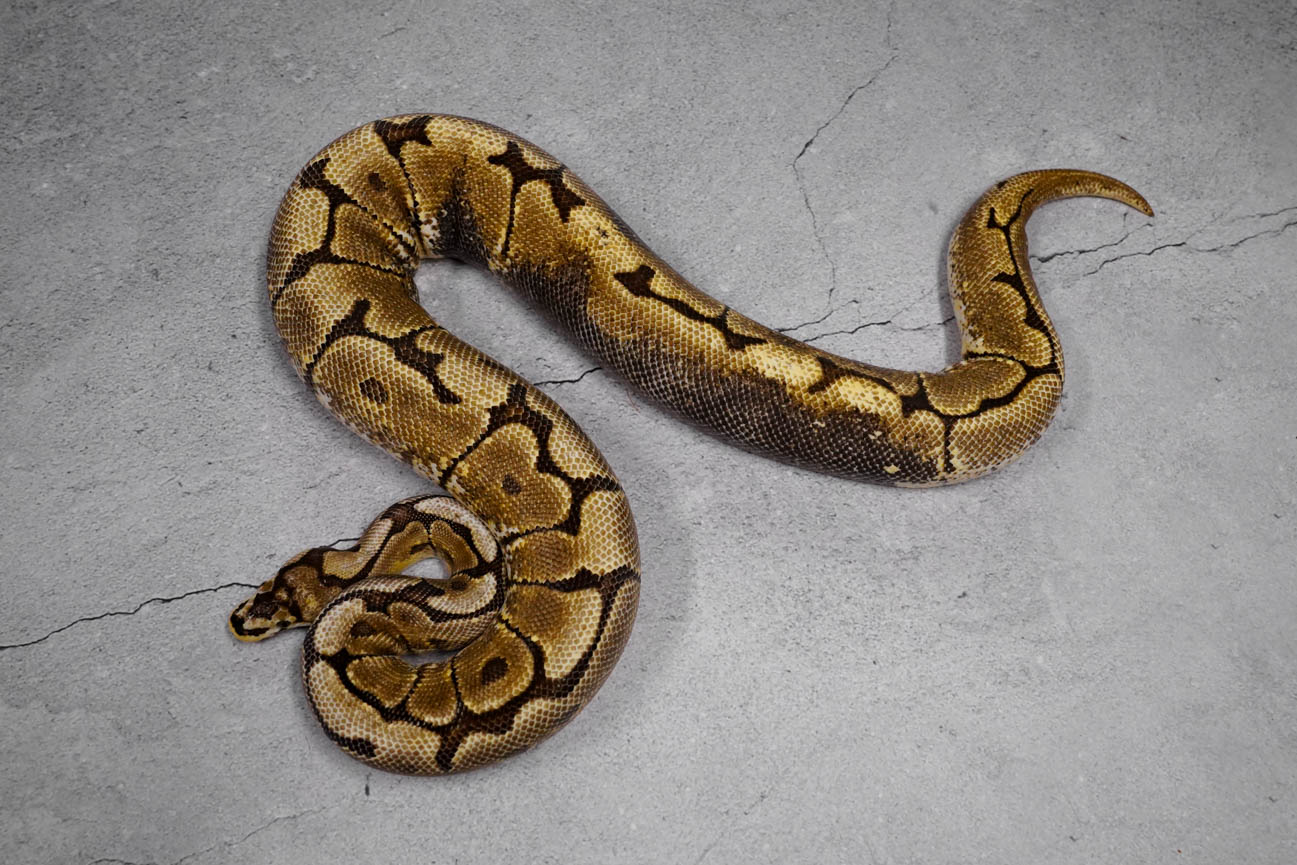 Shatter YB Spider ( Proven ) – REALITY BALL PYTHON