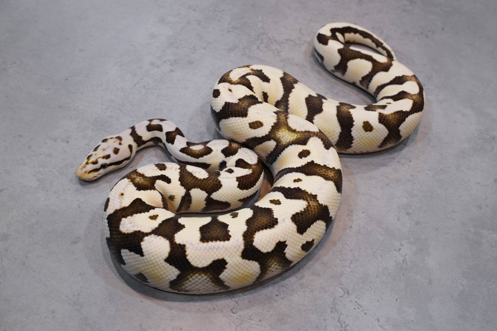 Super Pastel Harlequin Cryptic Desert Ghost – REALITY BALL PYTHON