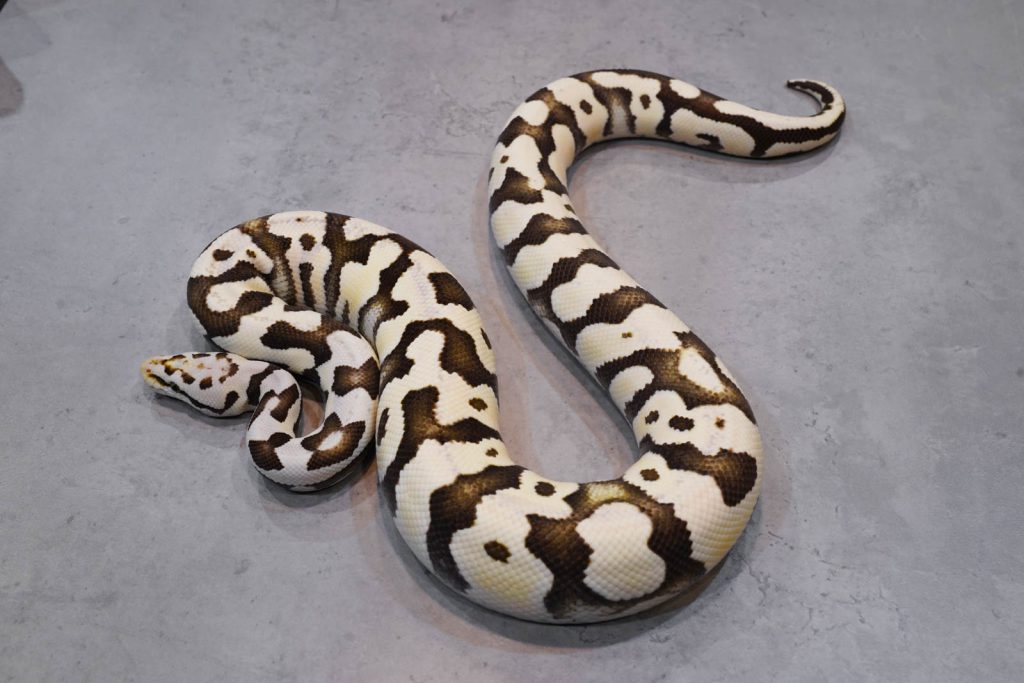 Super Pastel Harlequin Cryptic Desert Ghost – REALITY BALL PYTHON