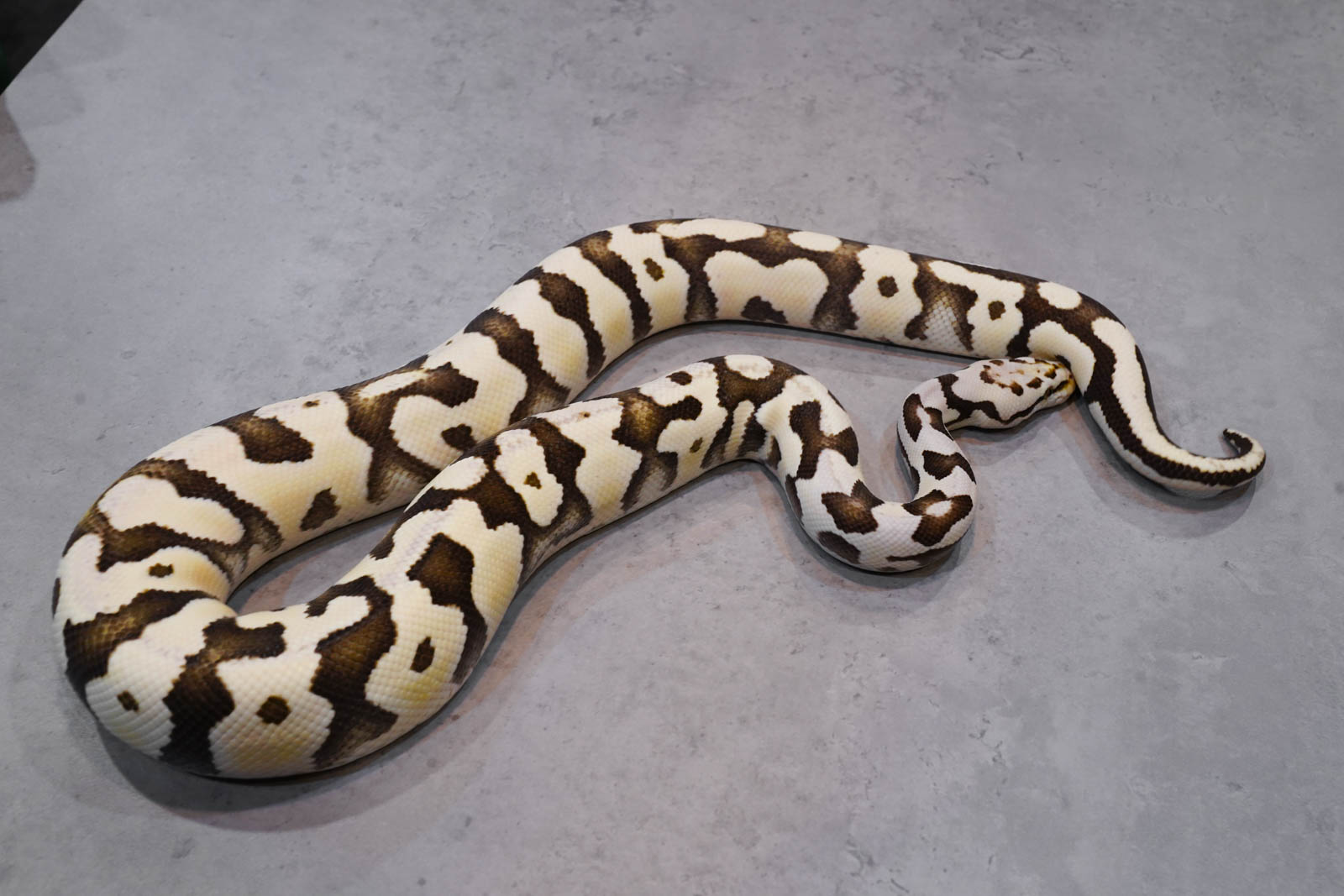 Super Pastel Harlequin Cryptic Desert Ghost – REALITY BALL PYTHON