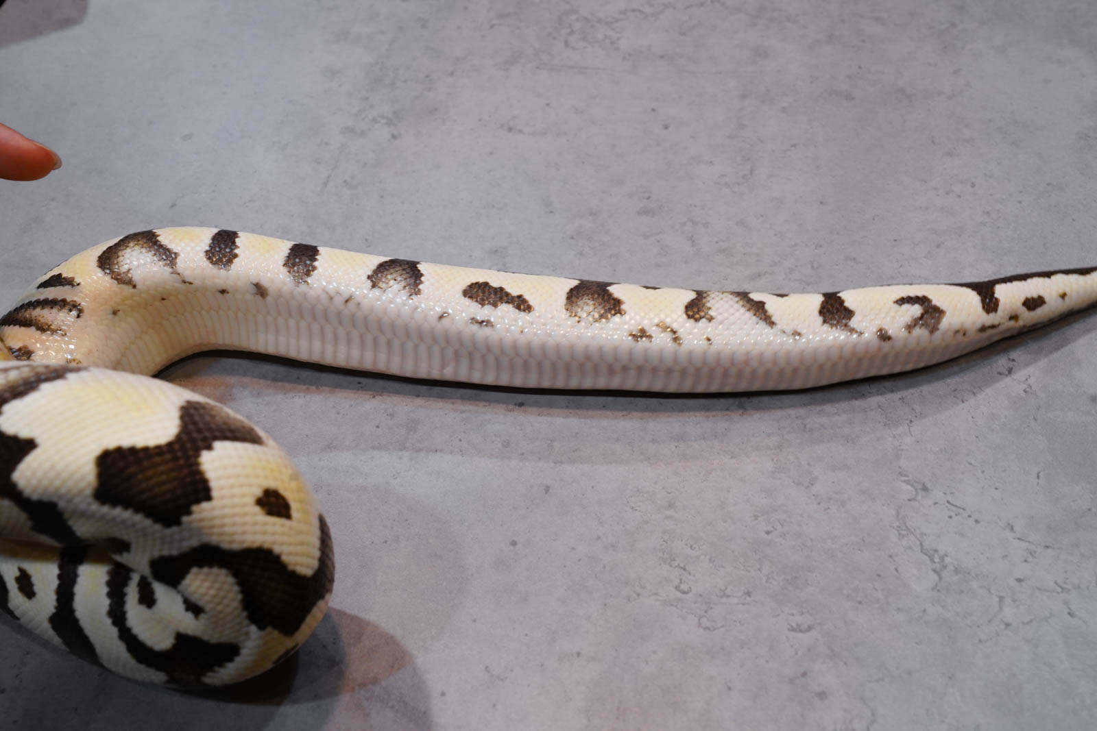 Super Pastel Harlequin Cryptic Desert Ghost – REALITY BALL PYTHON
