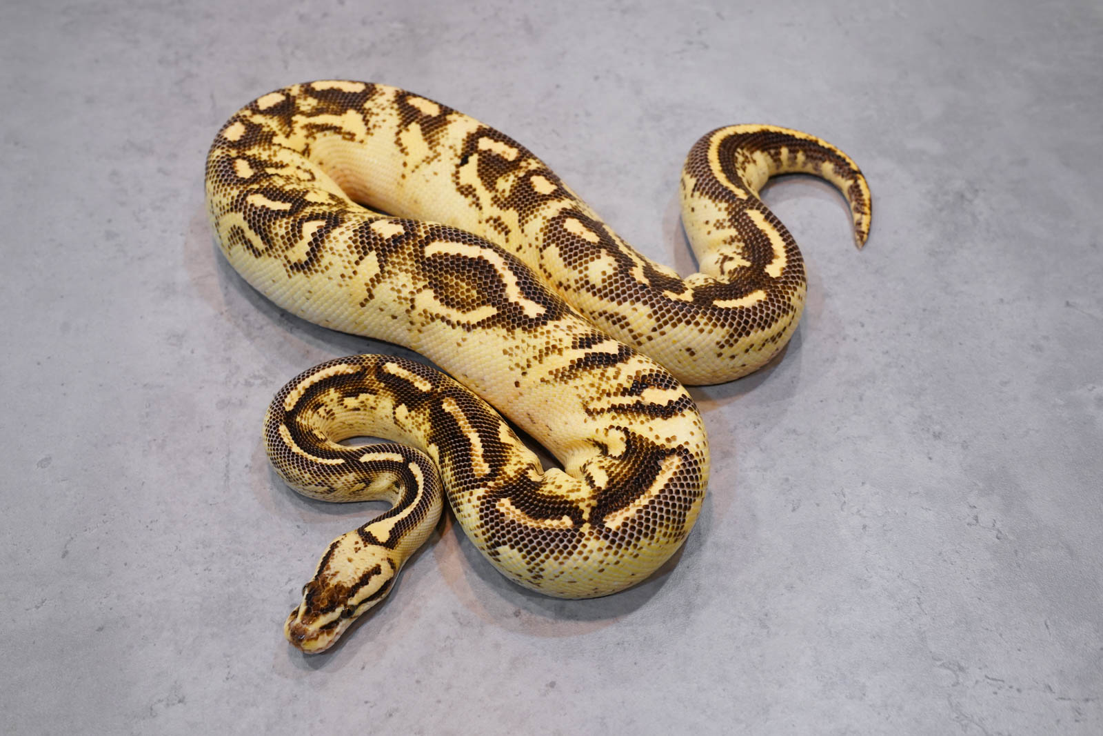 Super Gravel Pastel – REALITY BALL PYTHON