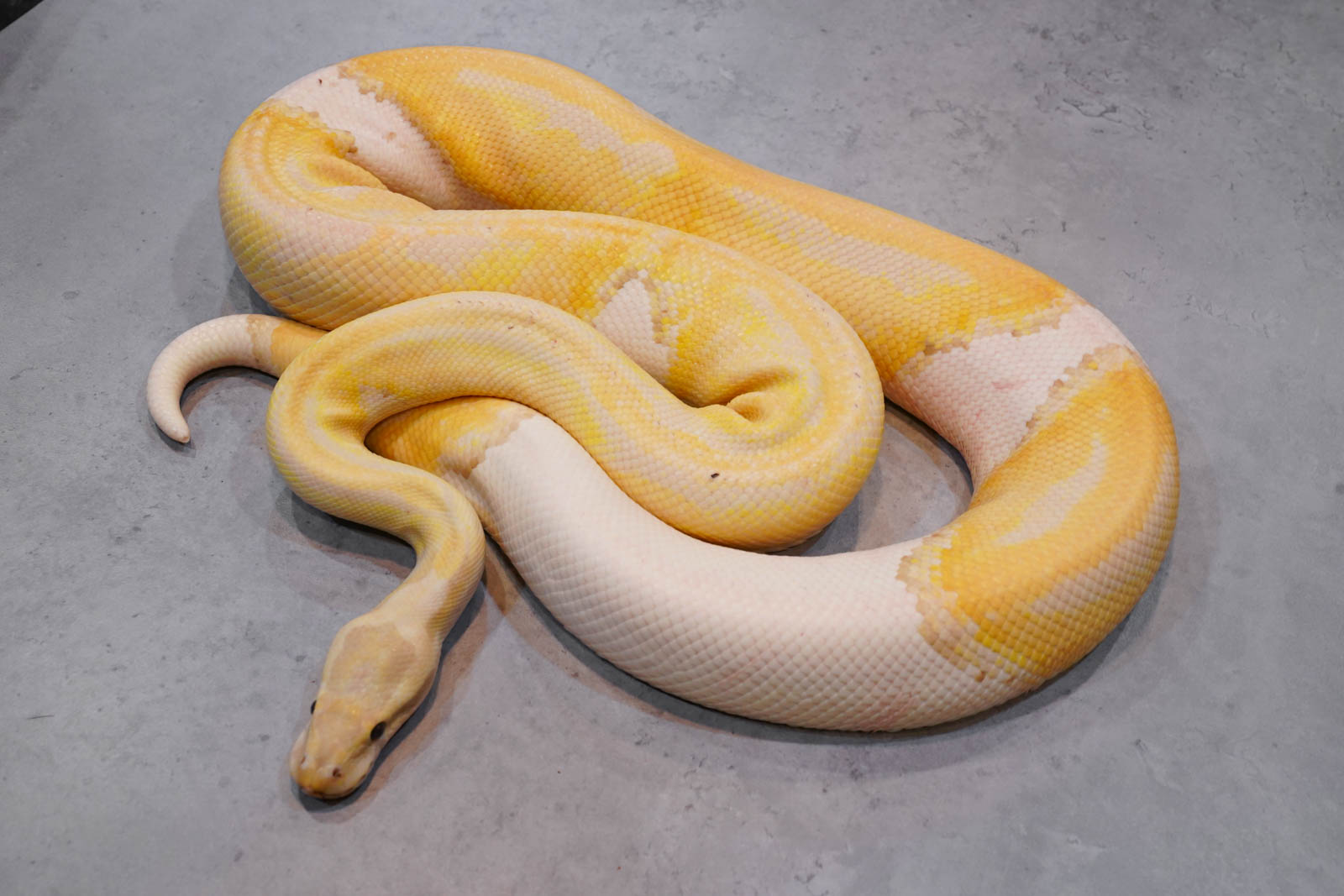 Dreamsicle – REALITY BALL PYTHON