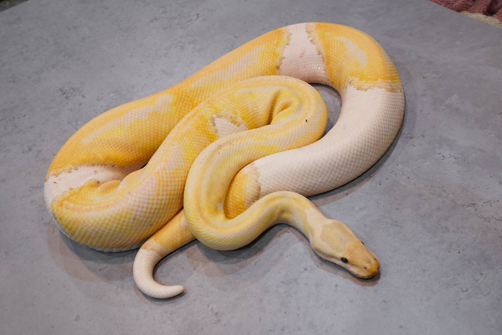 Dreamsicle – REALITY BALL PYTHON