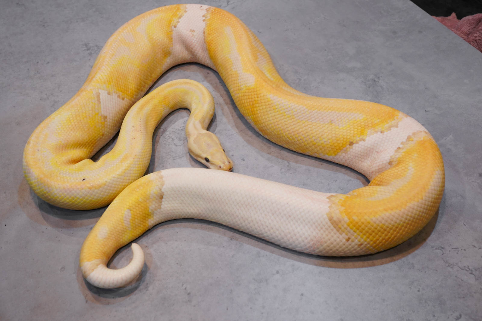 Dreamsicle – REALITY BALL PYTHON