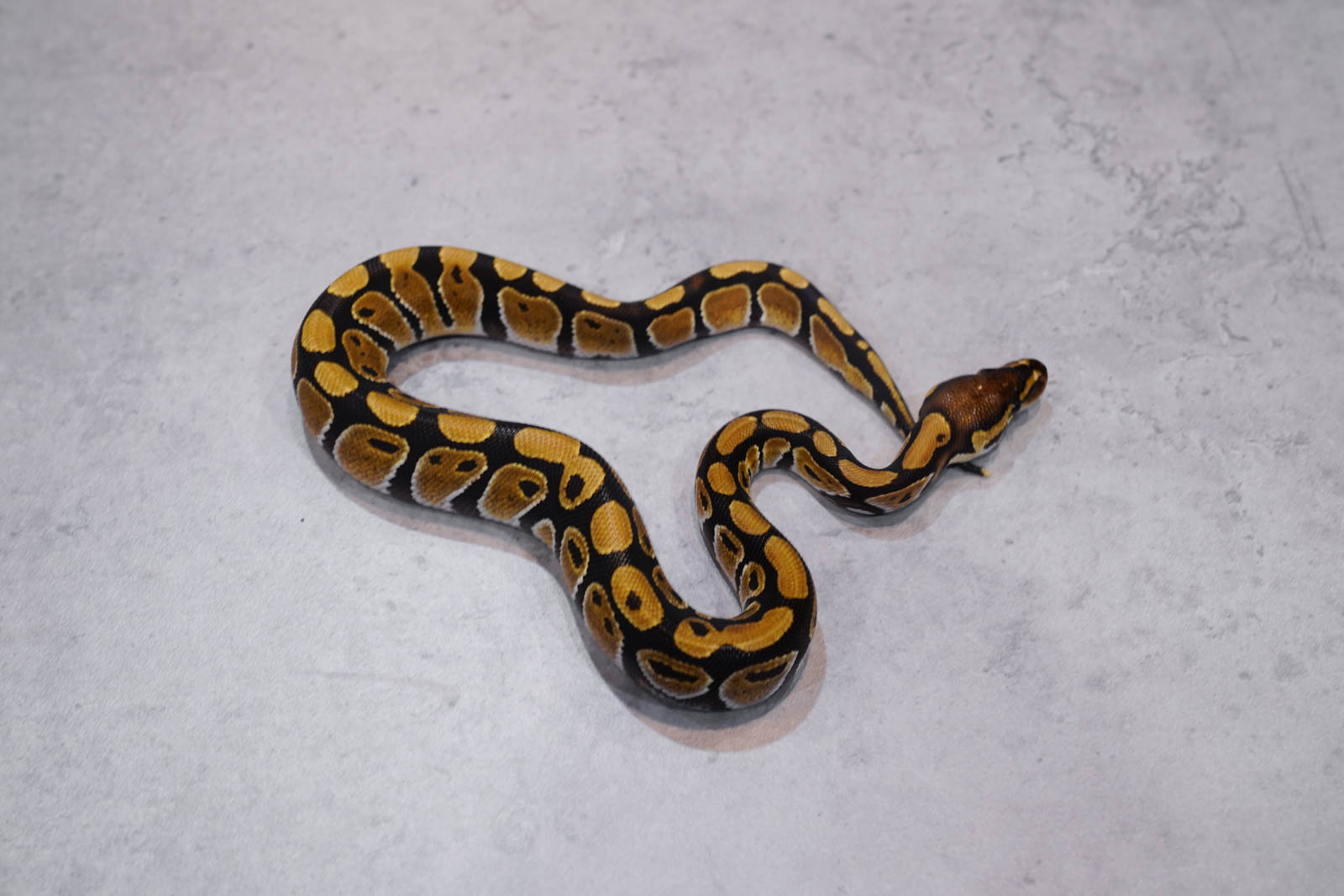TPH Sunset Lavender Clown – REALITY BALL PYTHON
