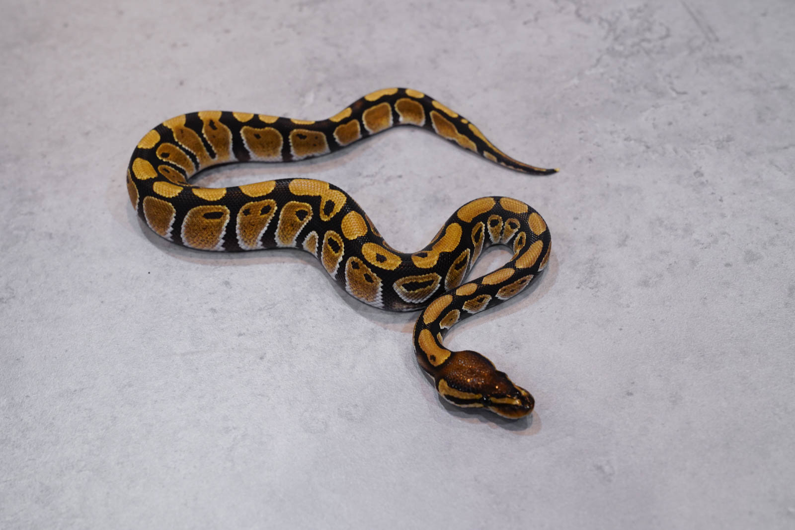 TPH Sunset Lavender Clown – REALITY BALL PYTHON