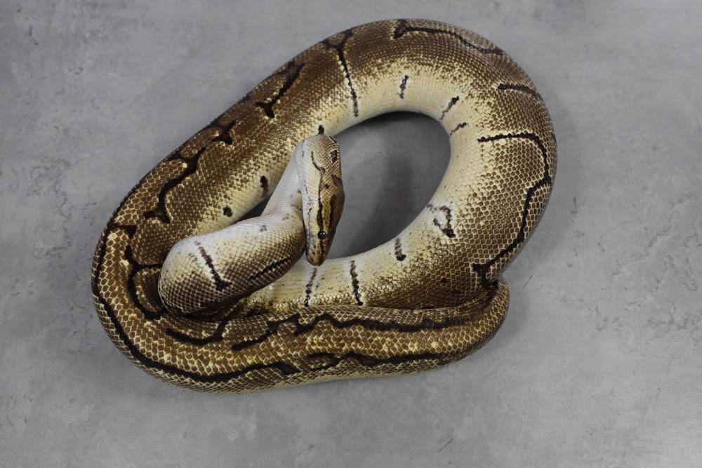 OD Pin Fire – REALITY BALL PYTHON