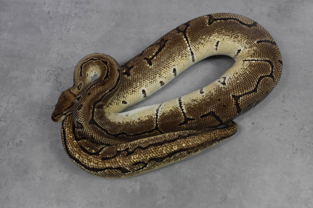 OD Pin Fire – REALITY BALL PYTHON