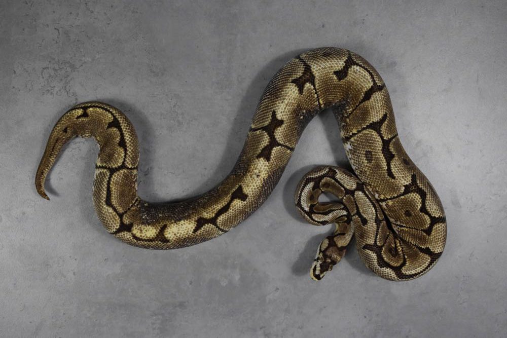 Shatter YB Spider – REALITY BALL PYTHON