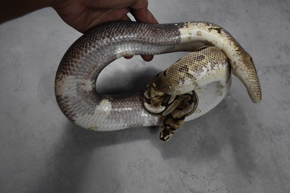 Shatter YB Spider – REALITY BALL PYTHON