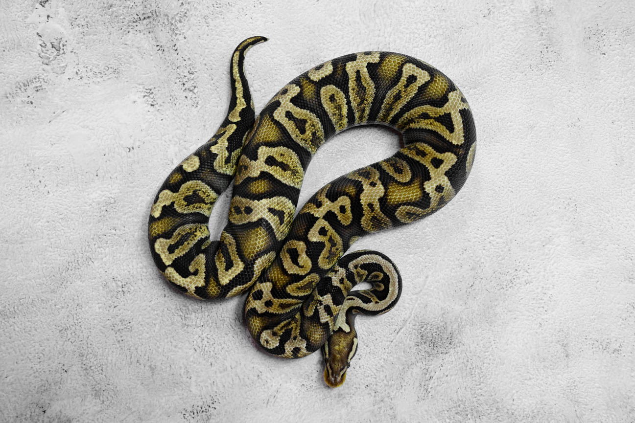 Pastel GHI 100% Het Desert Ghost – REALITY BALL PYTHON