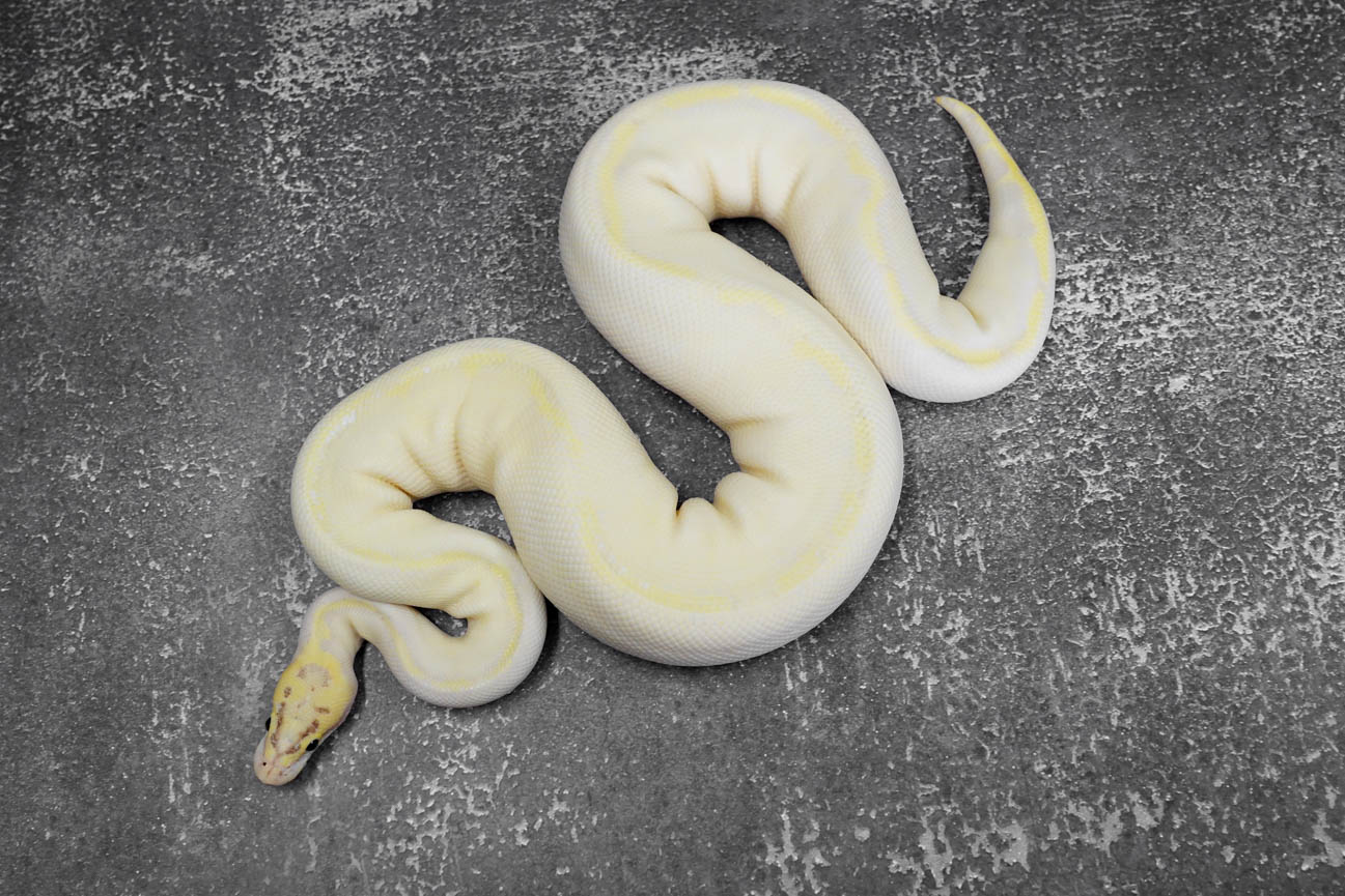 Enchi Ivory – REALITY BALL PYTHON