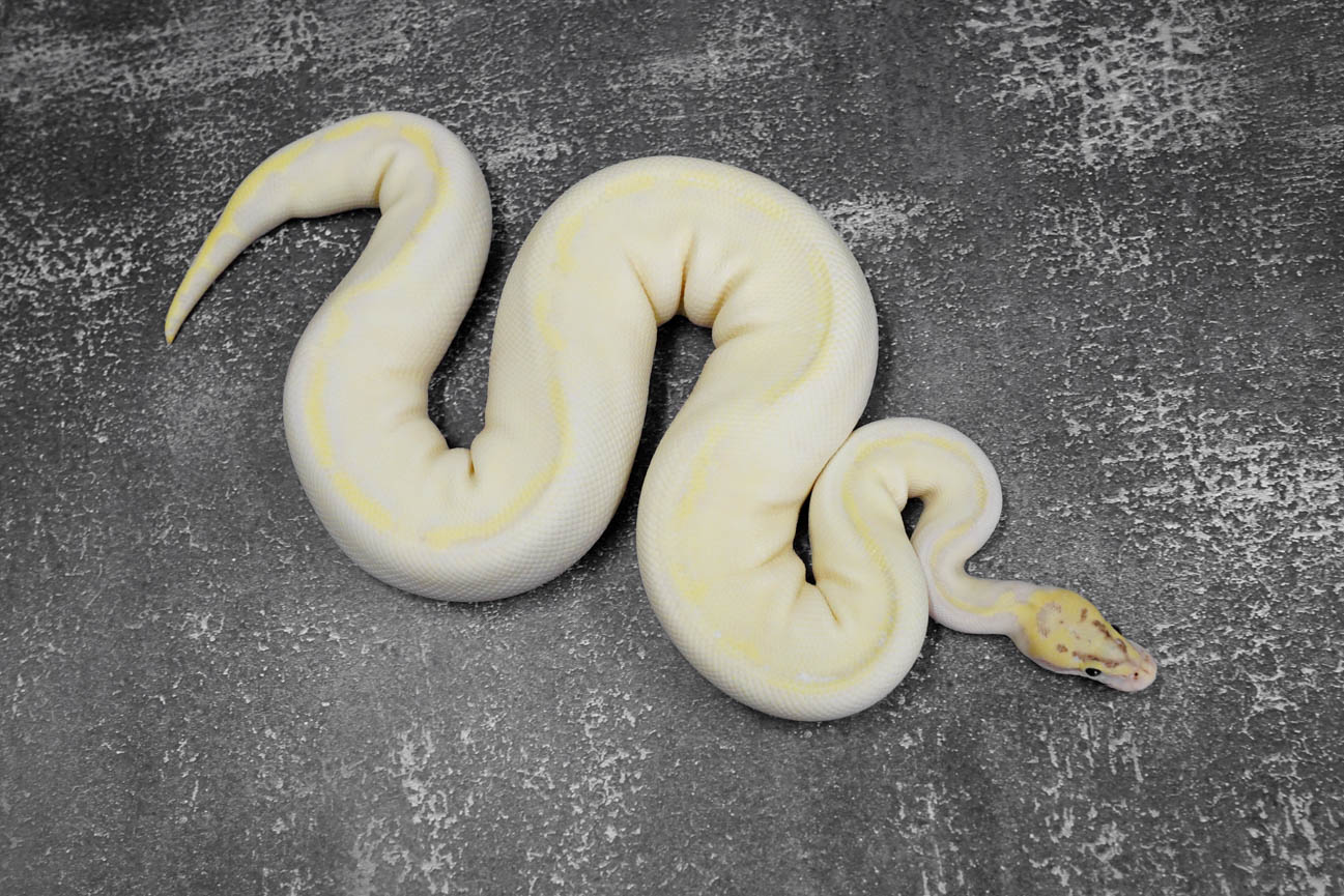 Enchi Ivory – REALITY BALL PYTHON