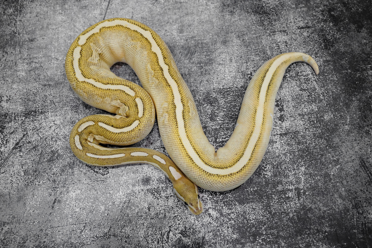 Cinnamon Lesser Fire 100% Het Tri Stripe – REALITY BALL PYTHON