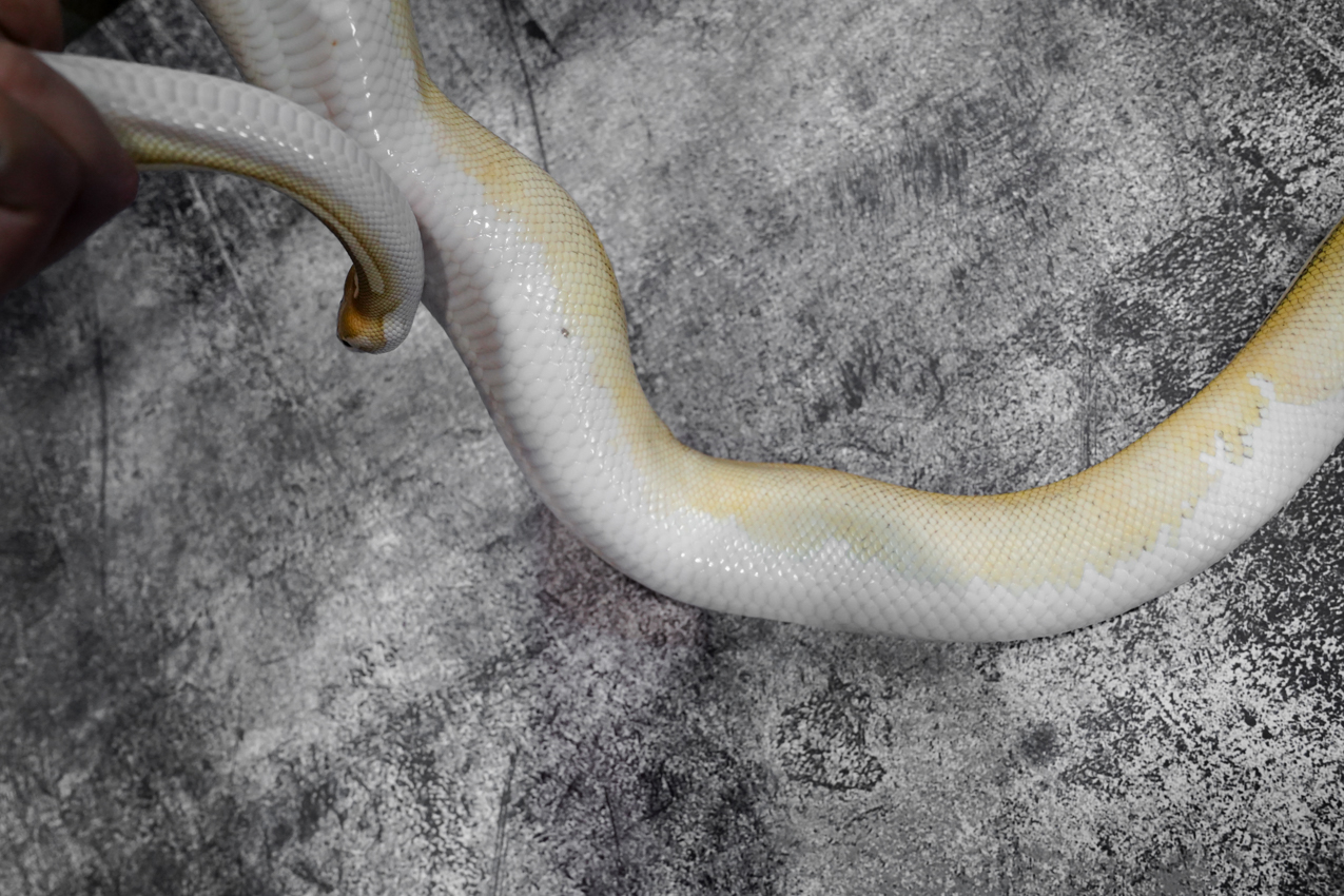 Cinnamon Lesser Fire 100% Het Tri Stripe – REALITY BALL PYTHON