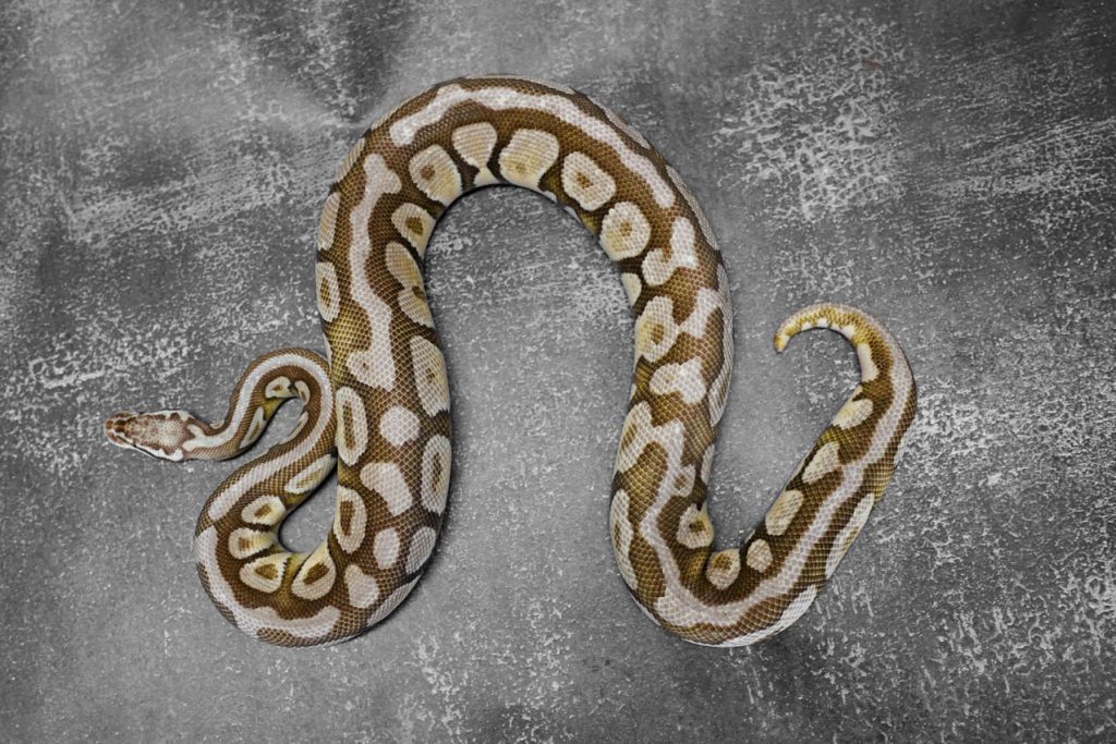 Pastel Lesser Spotnose Desert Ghost (Proven) – REALITY BALL PYTHON