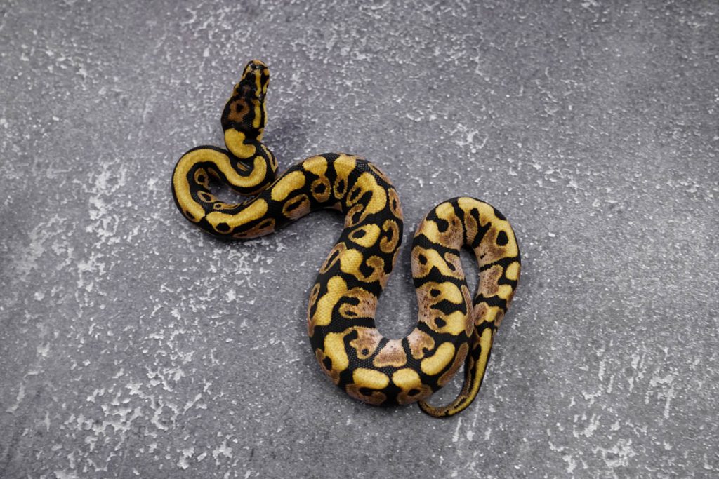 Spotnose Calico 100% DH Cryptic Desert Ghost Poss Harlequin – REALITY ...