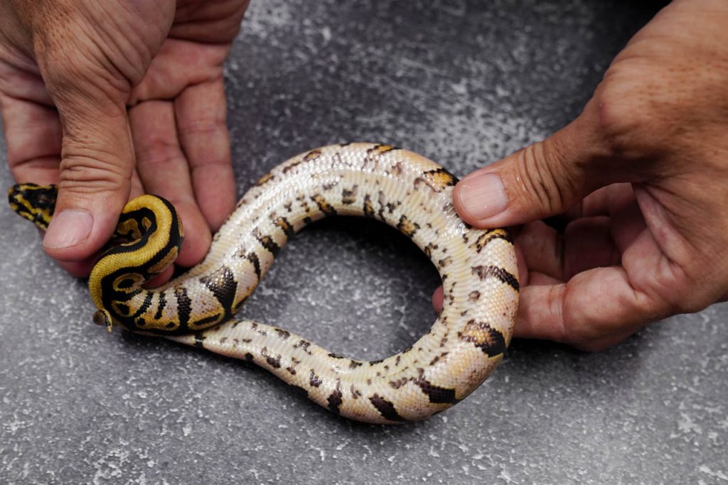 Spotnose Calico 100% DH Cryptic Desert Ghost Poss Harlequin – REALITY ...