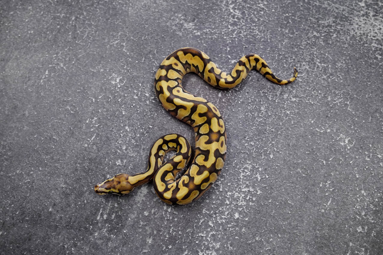Enchi Mojave Spotnose Scaleless Head 100% Het Clown – REALITY BALL PYTHON