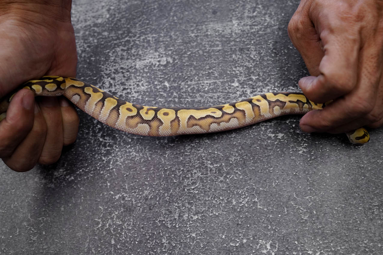 Enchi Mojave Spotnose Scaleless Head 100% Het Clown – REALITY BALL PYTHON