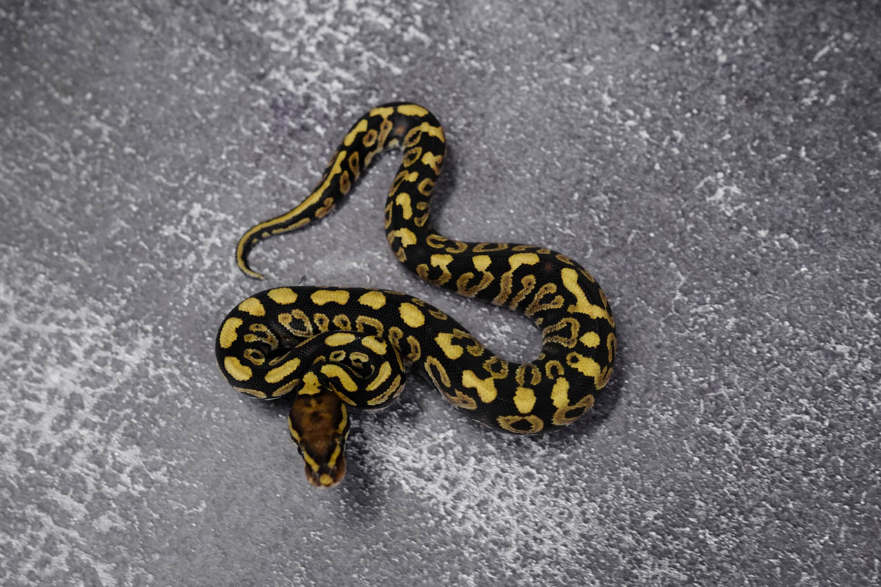 Super Carnage Spotnose Mystic 100% Het Clown – REALITY BALL PYTHON
