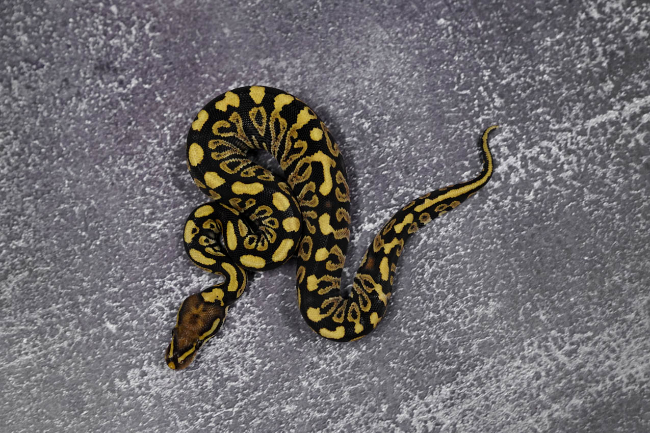 Super Carnage Spotnose Mystic 100% Het Clown – REALITY BALL PYTHON