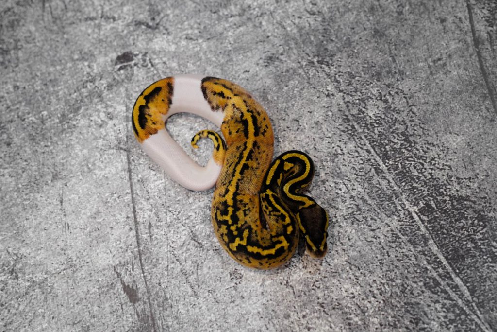 Black Head Pastel Red Gene Pied – REALITY BALL PYTHON