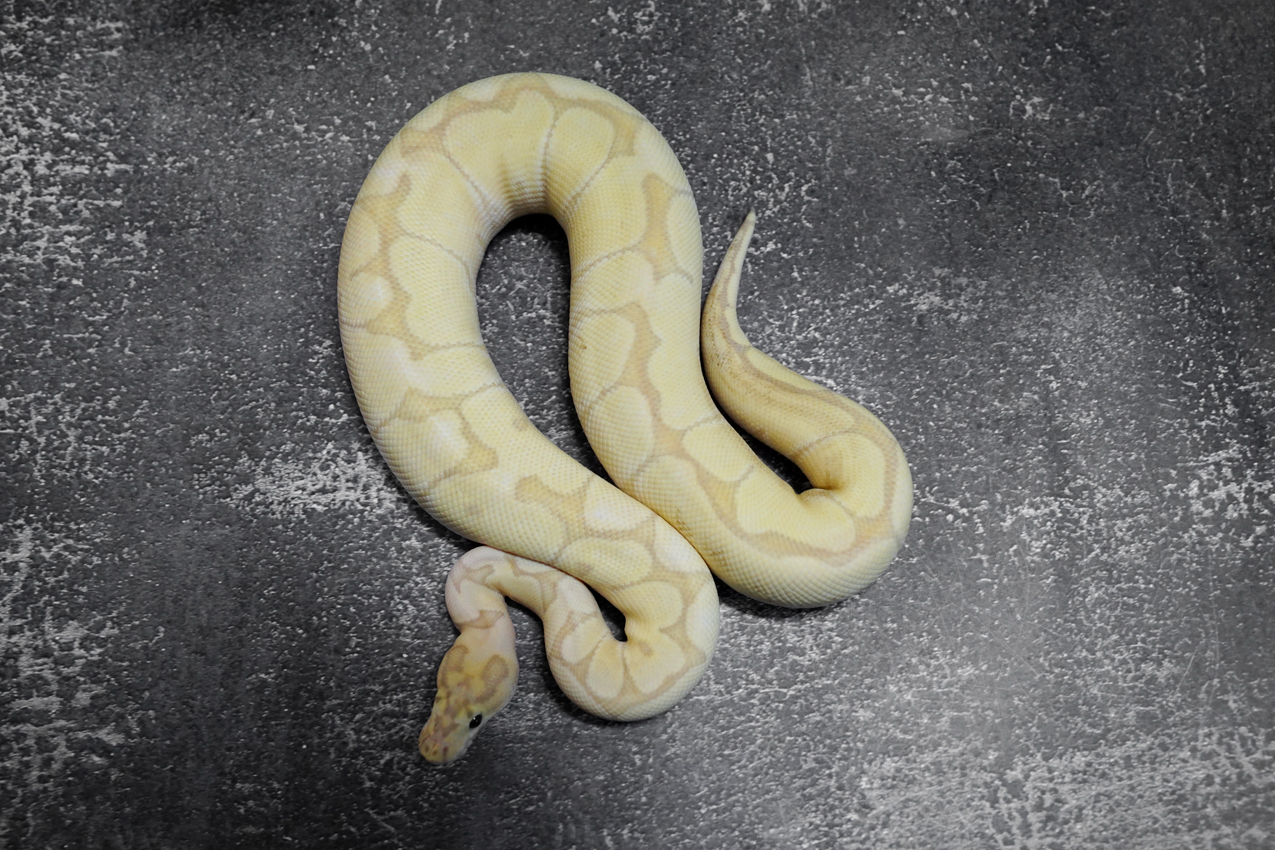 GHI Banana Mojave Spider Clown – REALITY BALL PYTHON