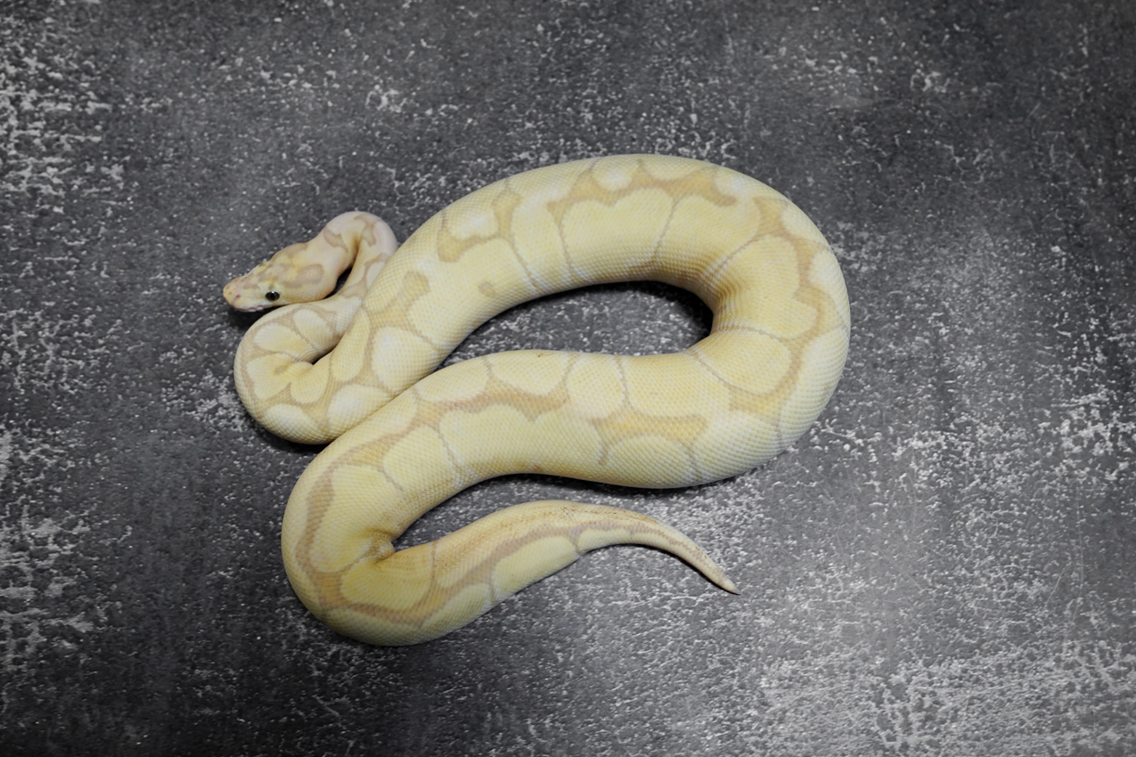 GHI Banana Mojave Spider Clown – REALITY BALL PYTHON