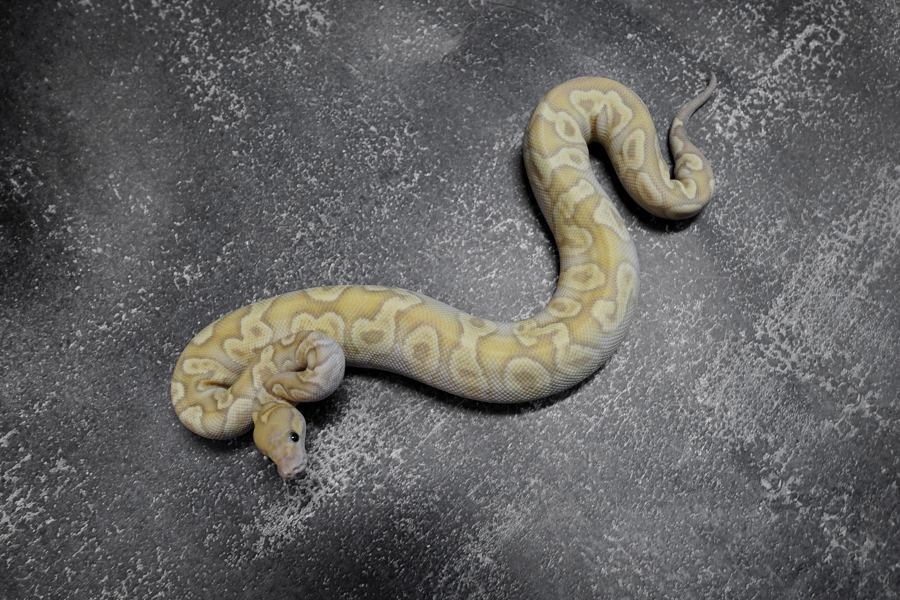 GHI Banana Mojave Clown – REALITY BALL PYTHON
