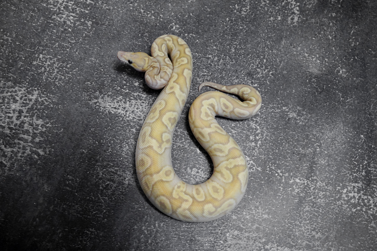 GHI Banana Mojave Clown – REALITY BALL PYTHON
