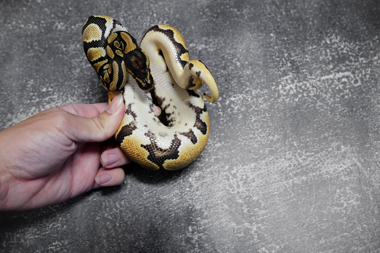 OD YB 100% DH Desert Ghost Pied – REALITY BALL PYTHON